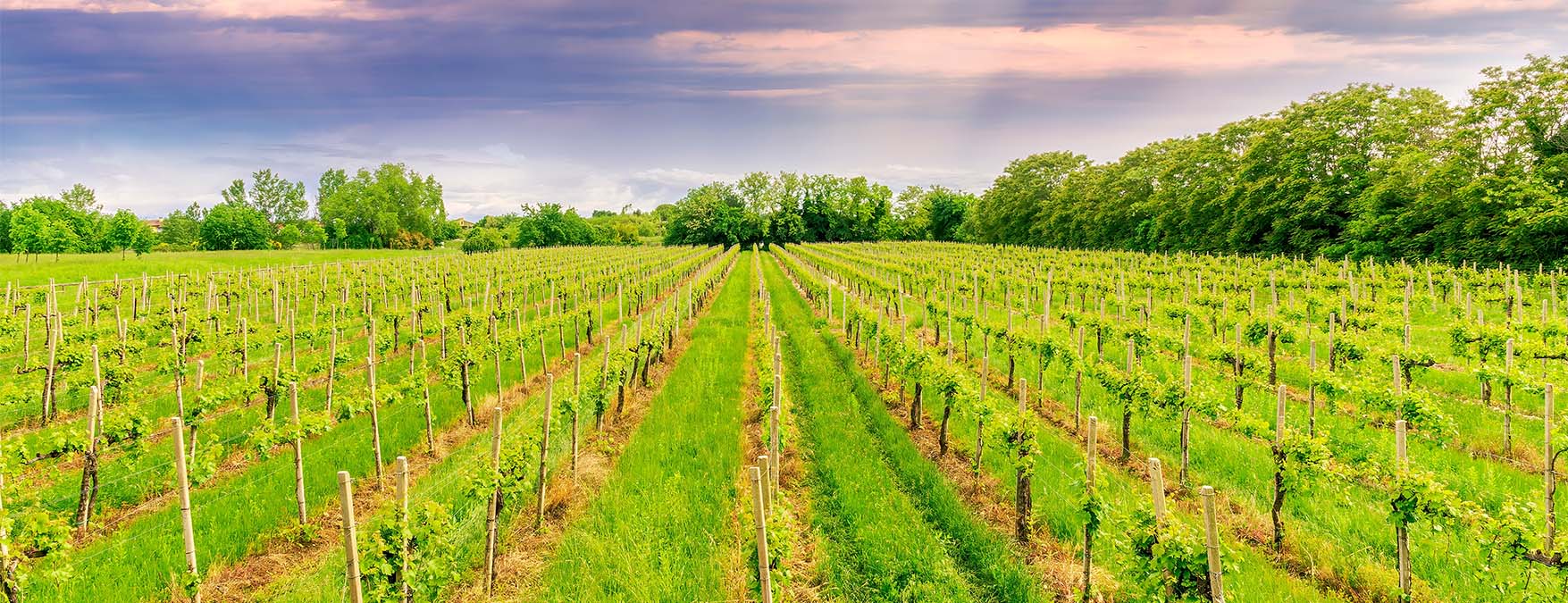 Geneeriset sivut arkisto – Viinilehti