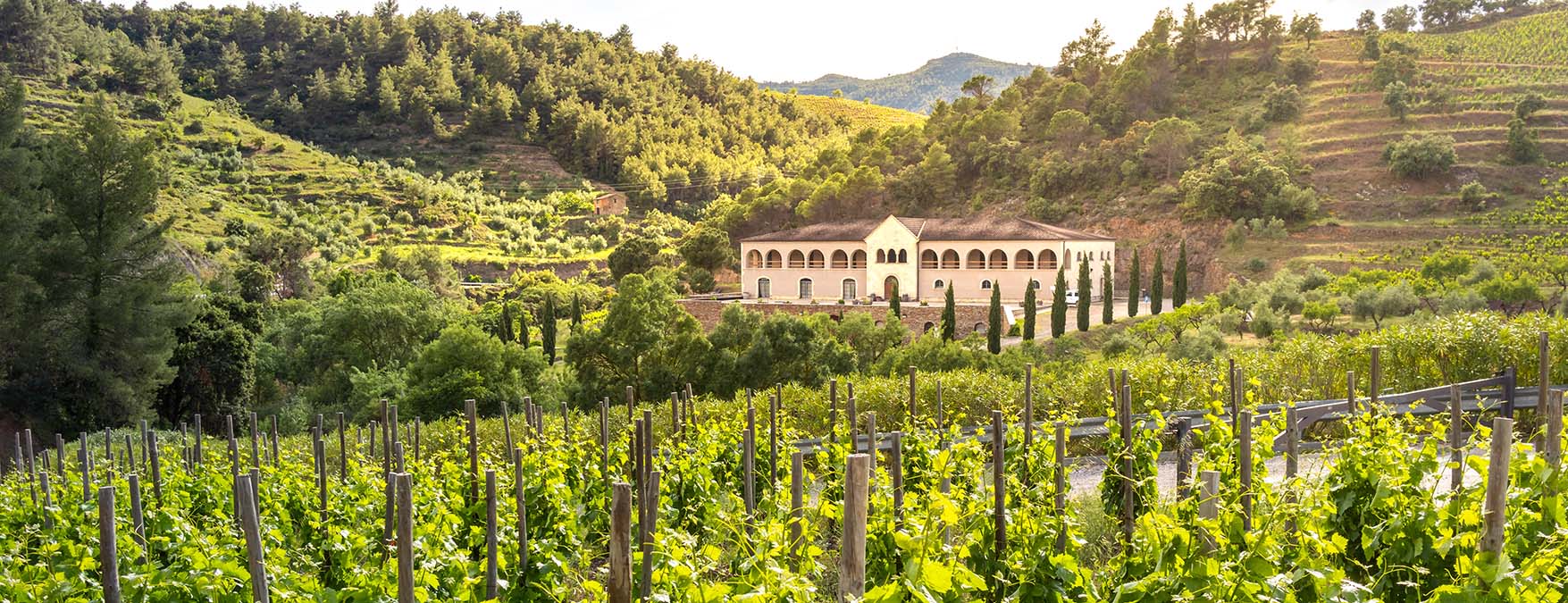 Geneeriset sivut arkisto – Viinilehti