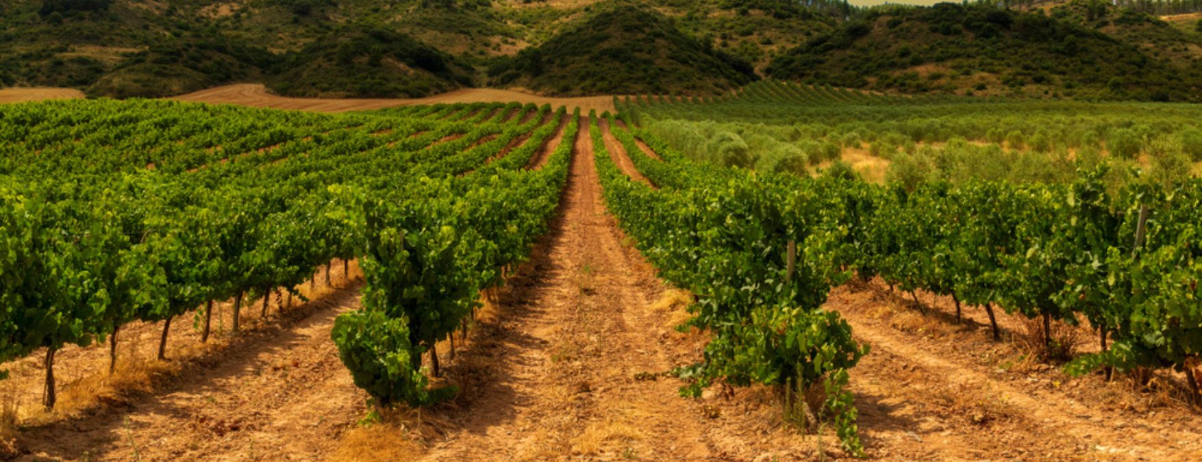 Geneeriset sivut arkisto – Viinilehti